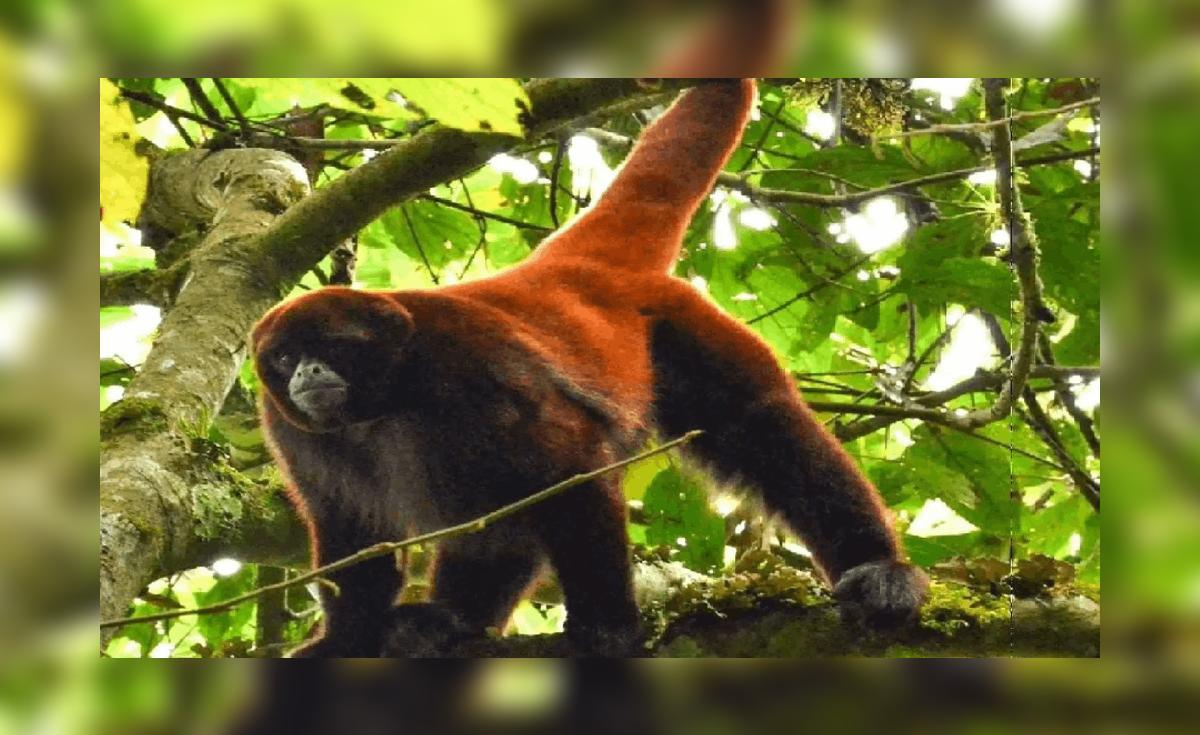Iniciativa busca salvar al mono choro de cola amarilla | La República ...